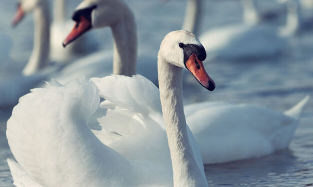 Swan Surgery - Doctors GP Surgery Hampshire NHS & Private